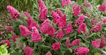 Li'l Raspberry™ Butterfly Bush – Butterfly Candy