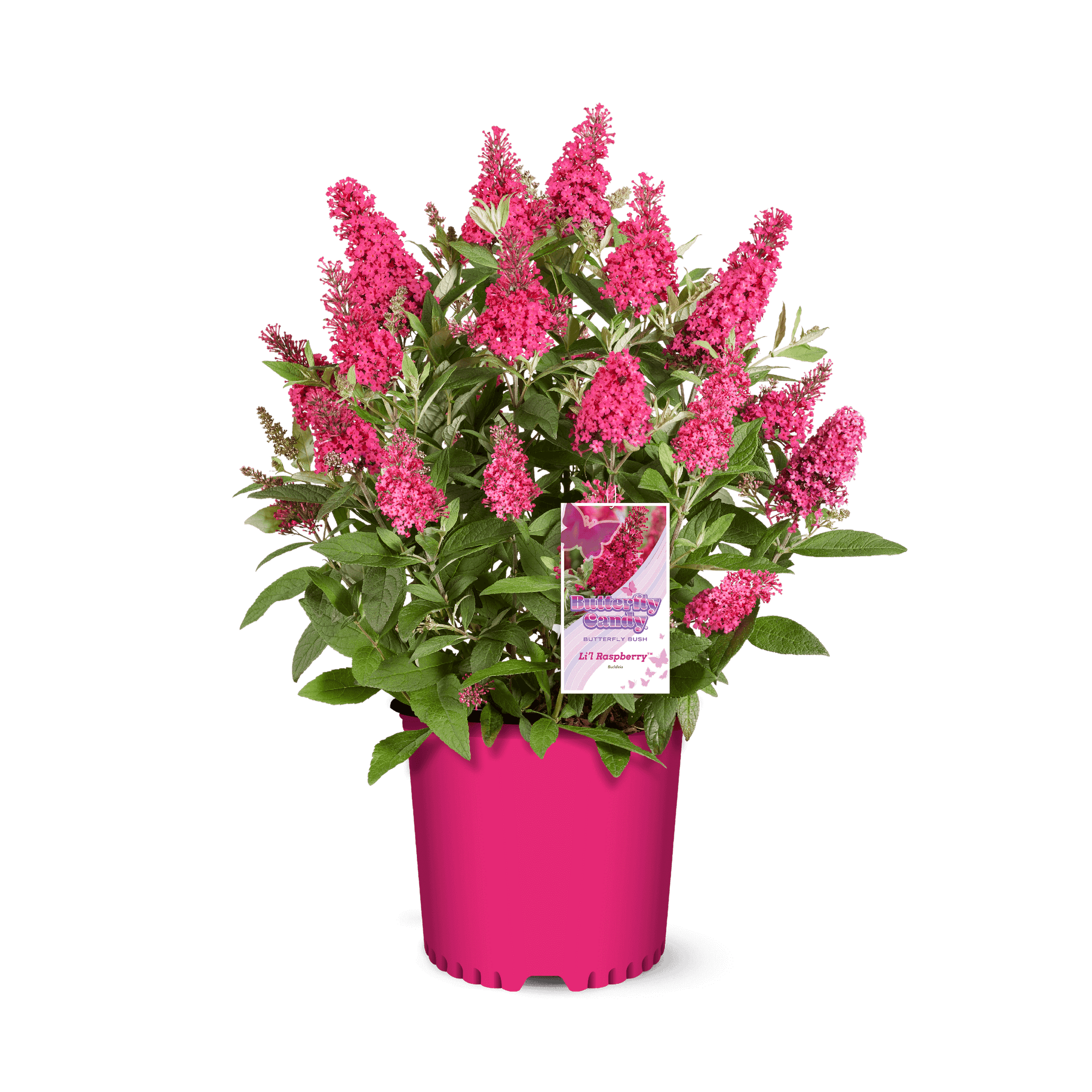 Li'l Raspberry™ Butterfly Bush – Butterfly Candy