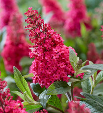 Li'l Raspberry™ Butterfly Bush – Butterfly Candy