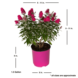 Li'l Raspberry™ Butterfly Bush – Butterfly Candy