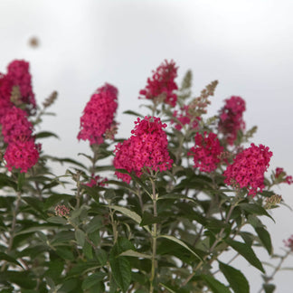 Li'l Raspberry™ Butterfly Bush – Butterfly Candy
