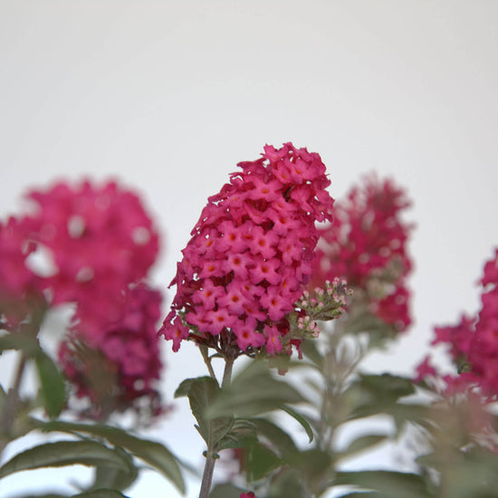 Li'l Raspberry™ Butterfly Bush – Butterfly Candy