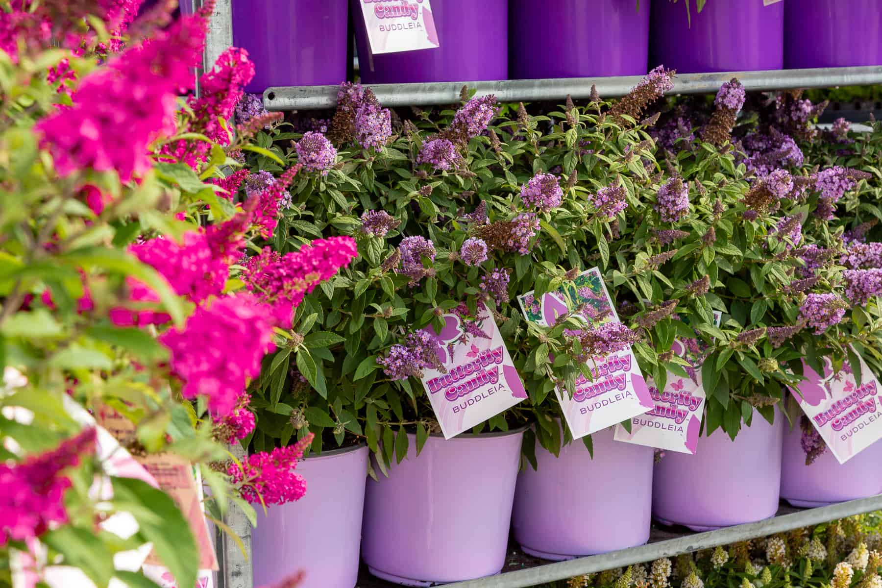 Butterfly Candy Buddleia