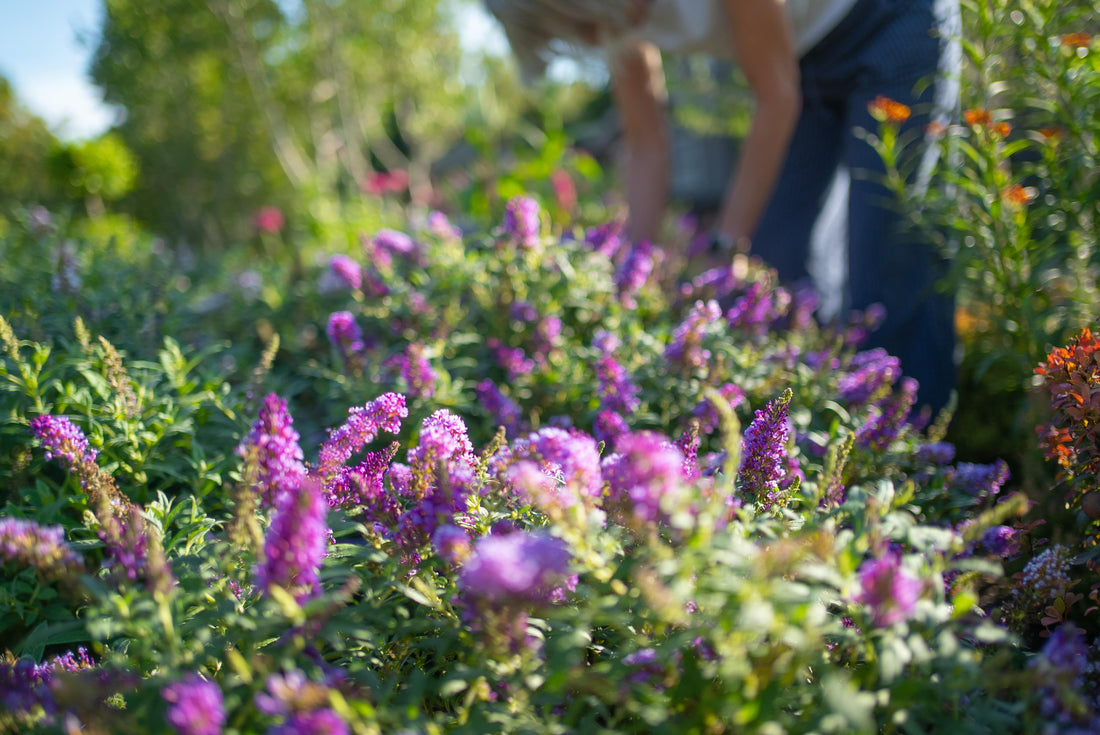 Butterfly Candy Buddleia